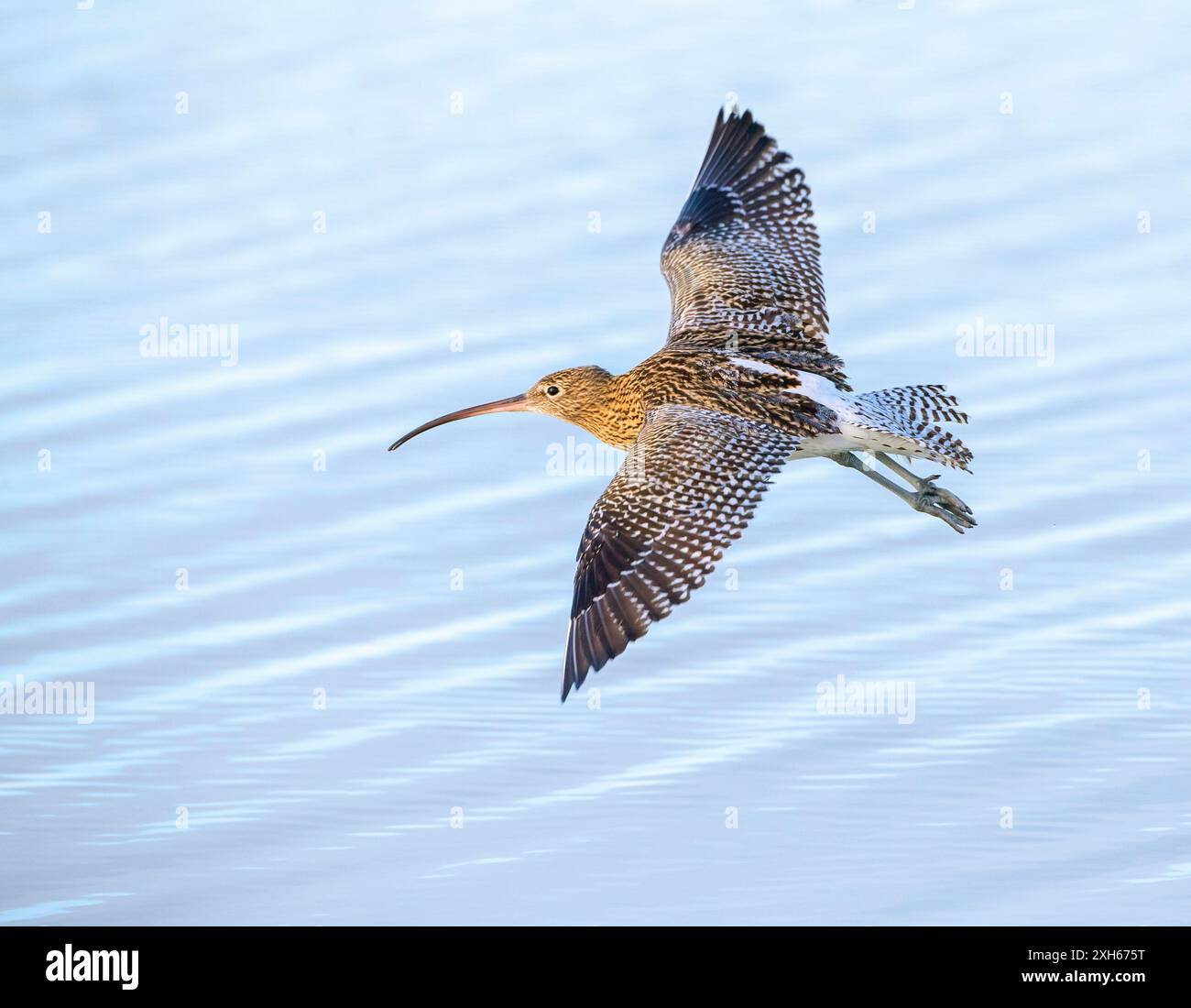 Side view of curlew in flight hi-res stock photography and images - Alamy