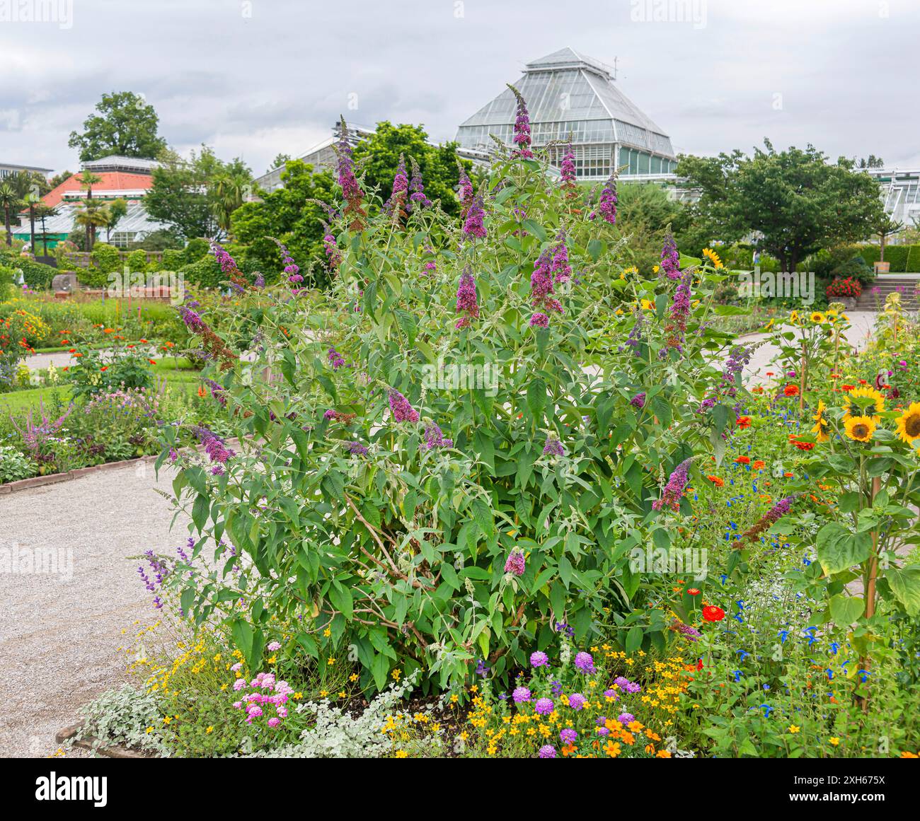Butterfly bush, Violet butterfly bush, Summer lilac, Butterfly-bush ...