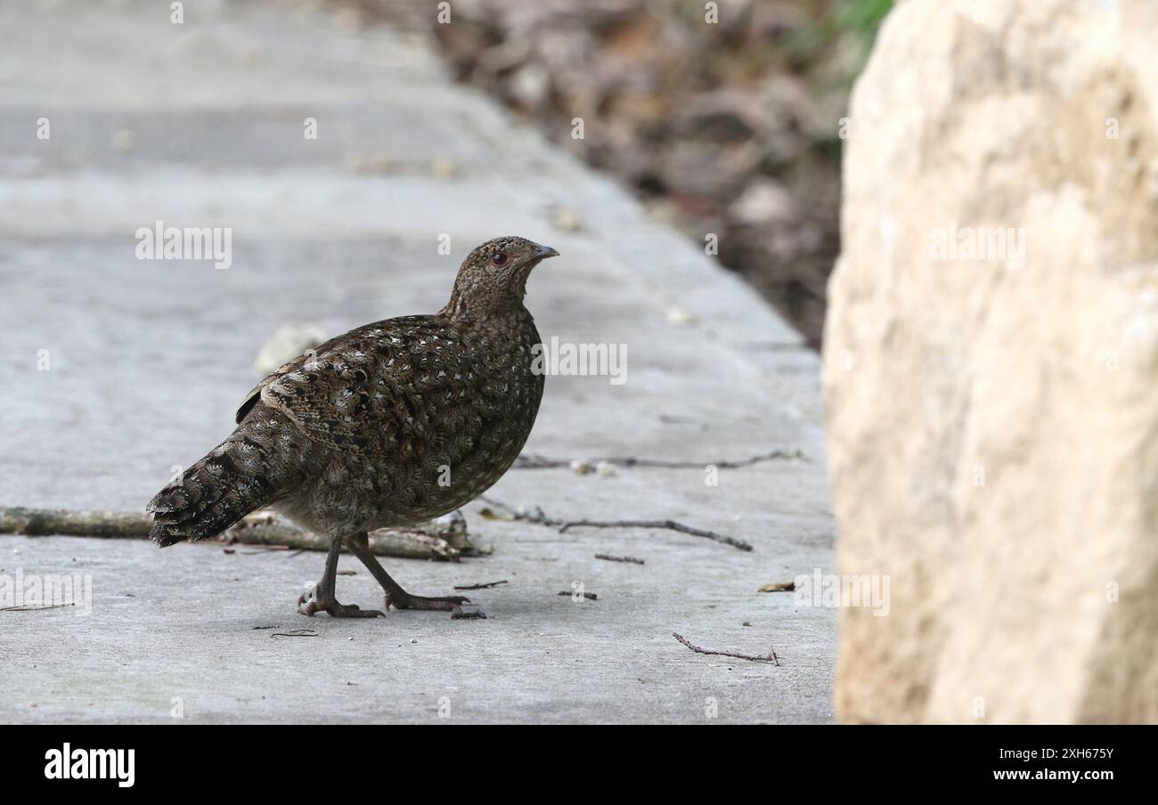 Cabot's tragopan, Cabot's Horned Pheasant, Chinese Tragopan, Fukien ...