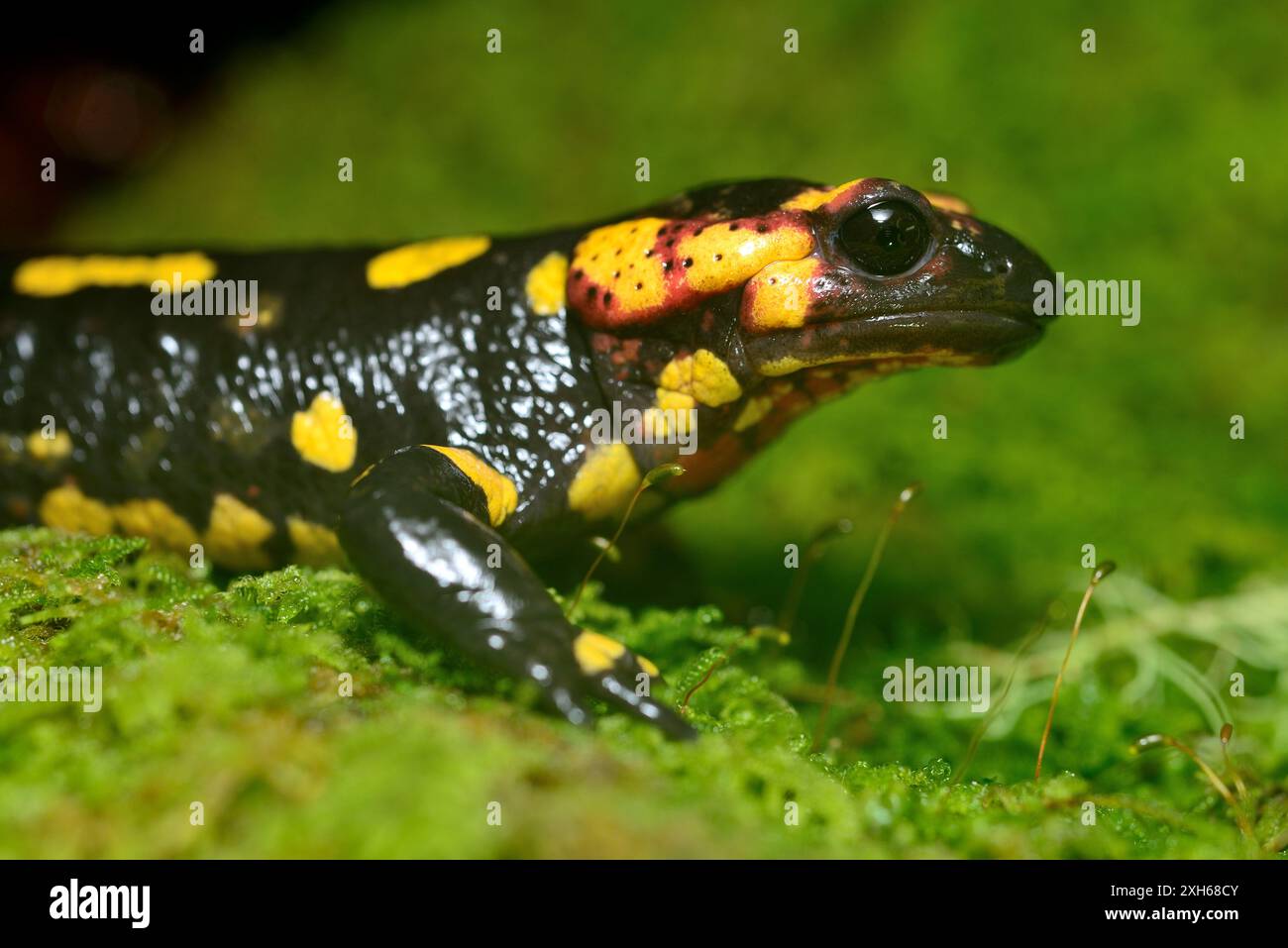 Fire salamander (Salamandra salamandra) in a wood close to Tui ...