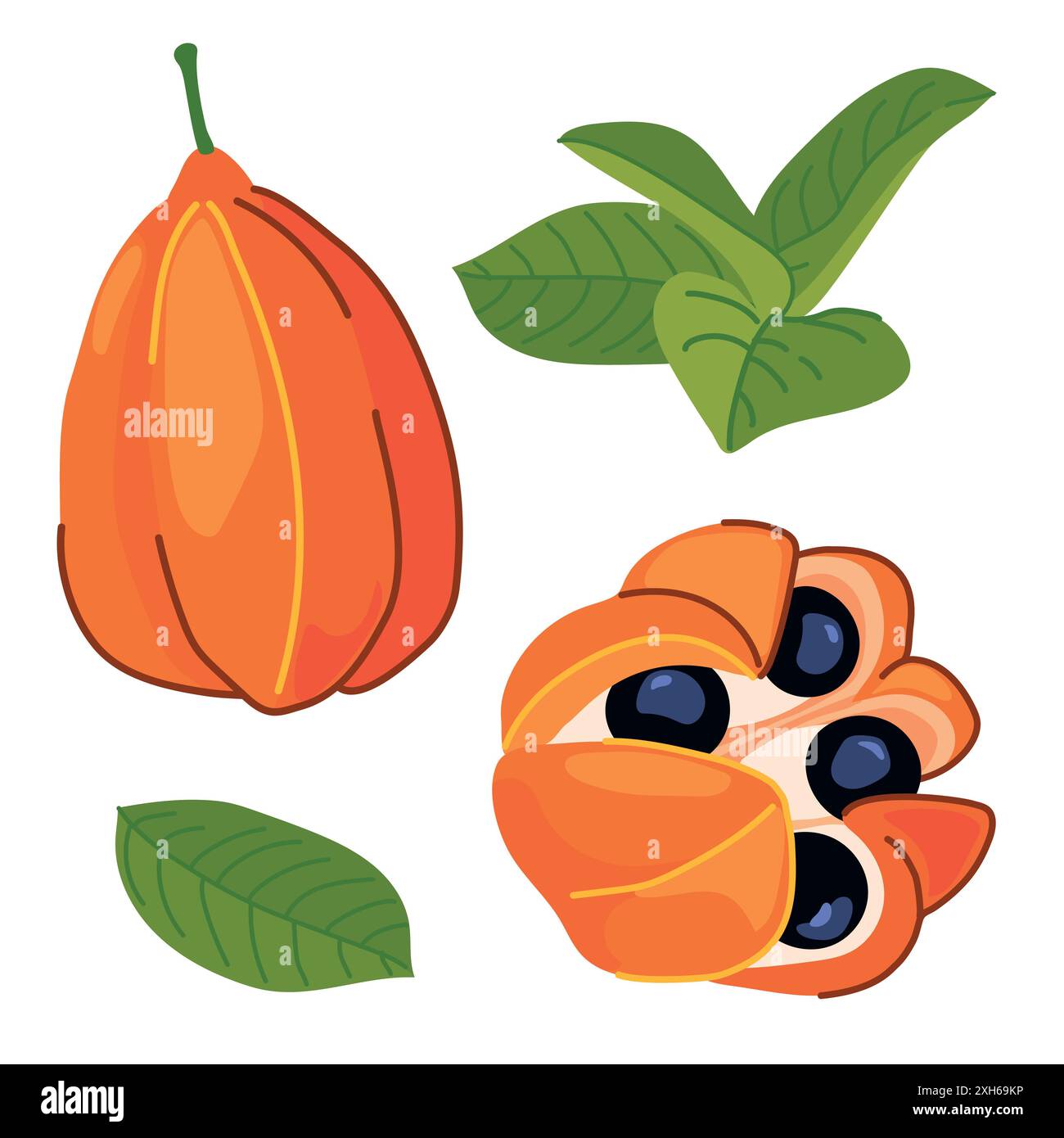 Ackee (Blighia sapida, ackee). Tropical fruits are the national symbol ...