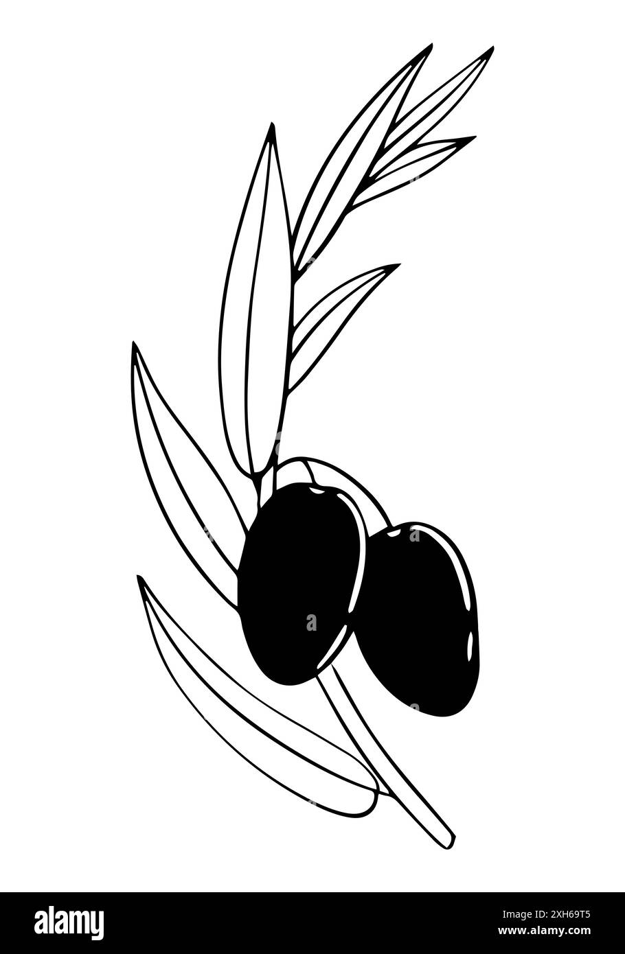 Vector vintage olive branch isolated on white. Hand-drawn illustrations ...