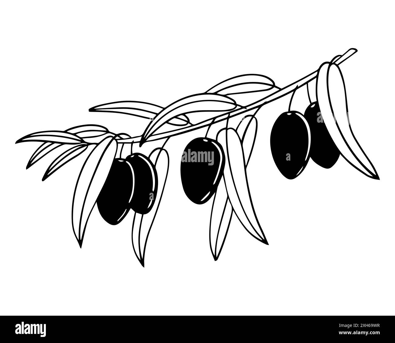 Vector vintage olive branch isolated on white. Hand-drawn illustrations of branches with leaves ...