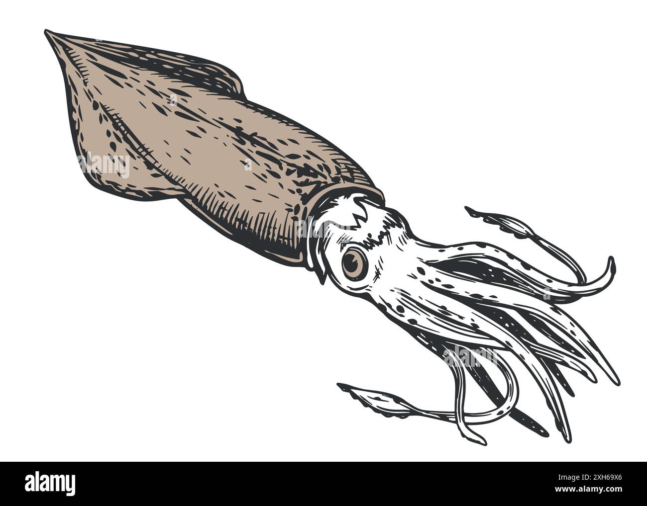 Sketch of squid. Hand-drawn calamari. Restaurant design. Vector ...