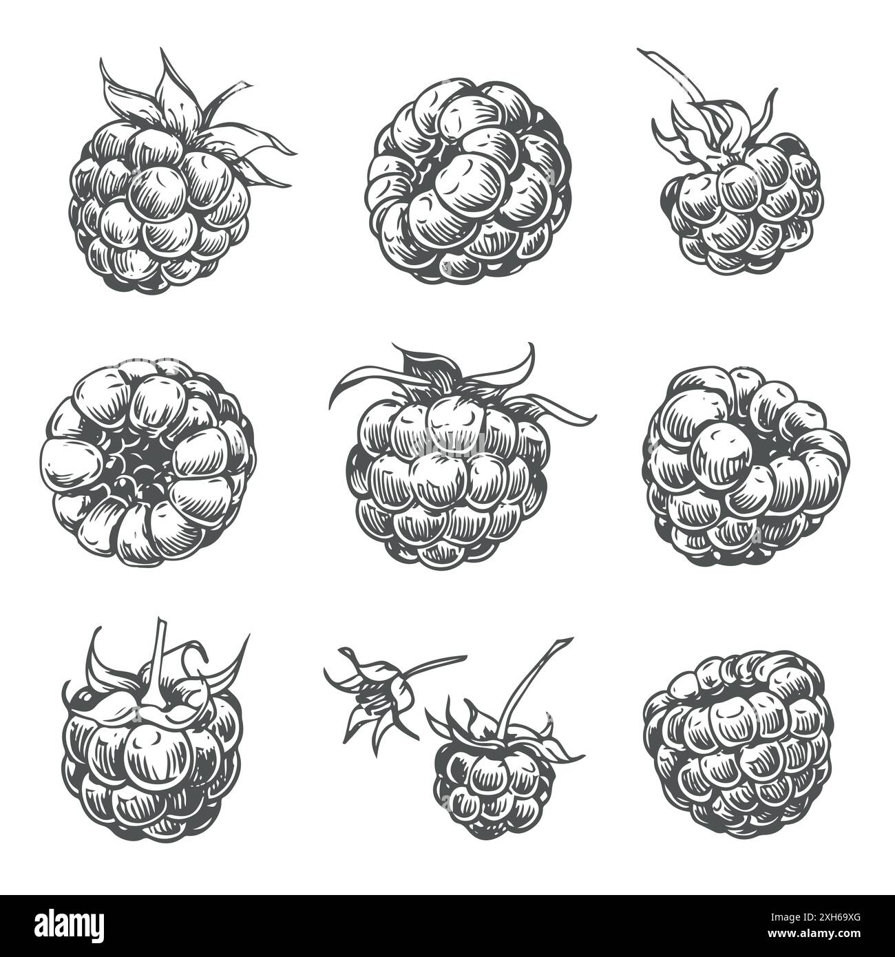 Set of vector drawings of Raspberries. Berries, flowers, leaves ...