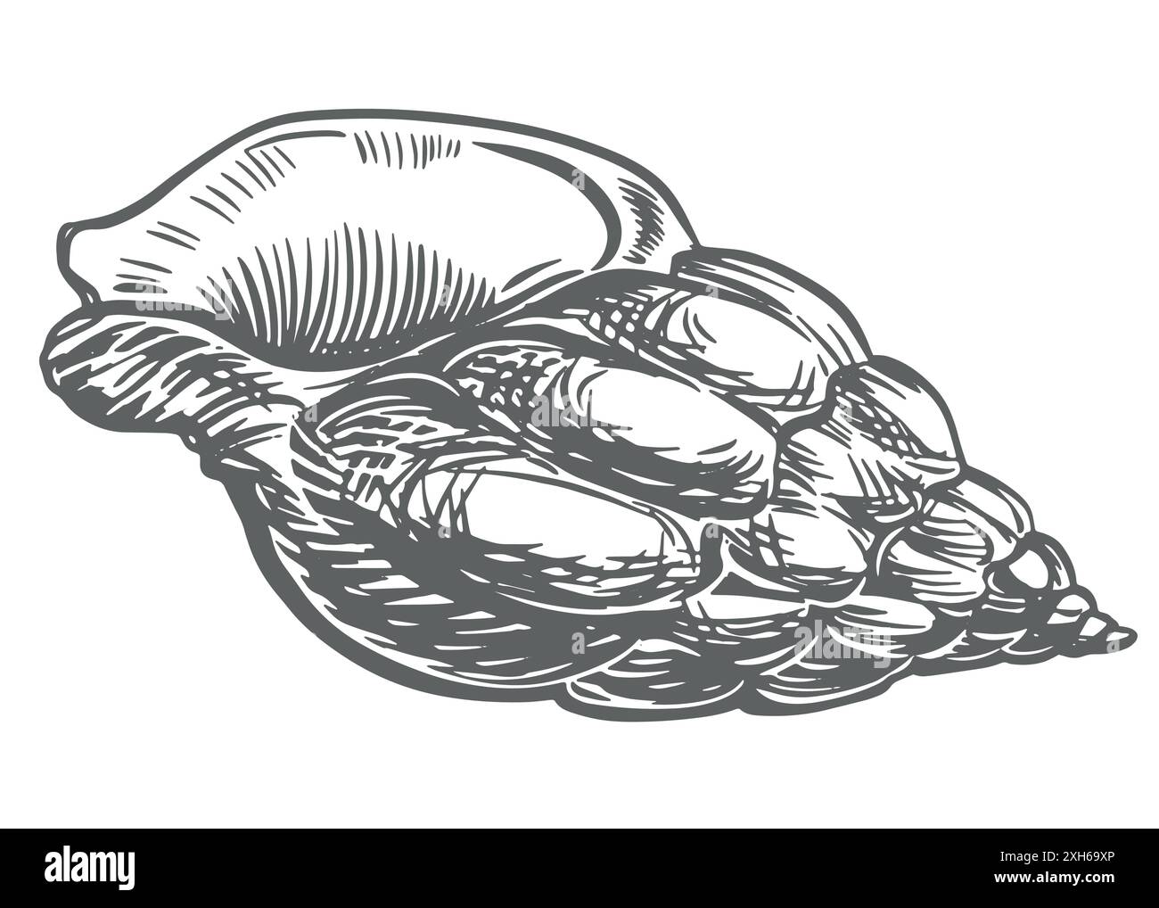 Sea shell on a white background. Vector linear illustration with ...