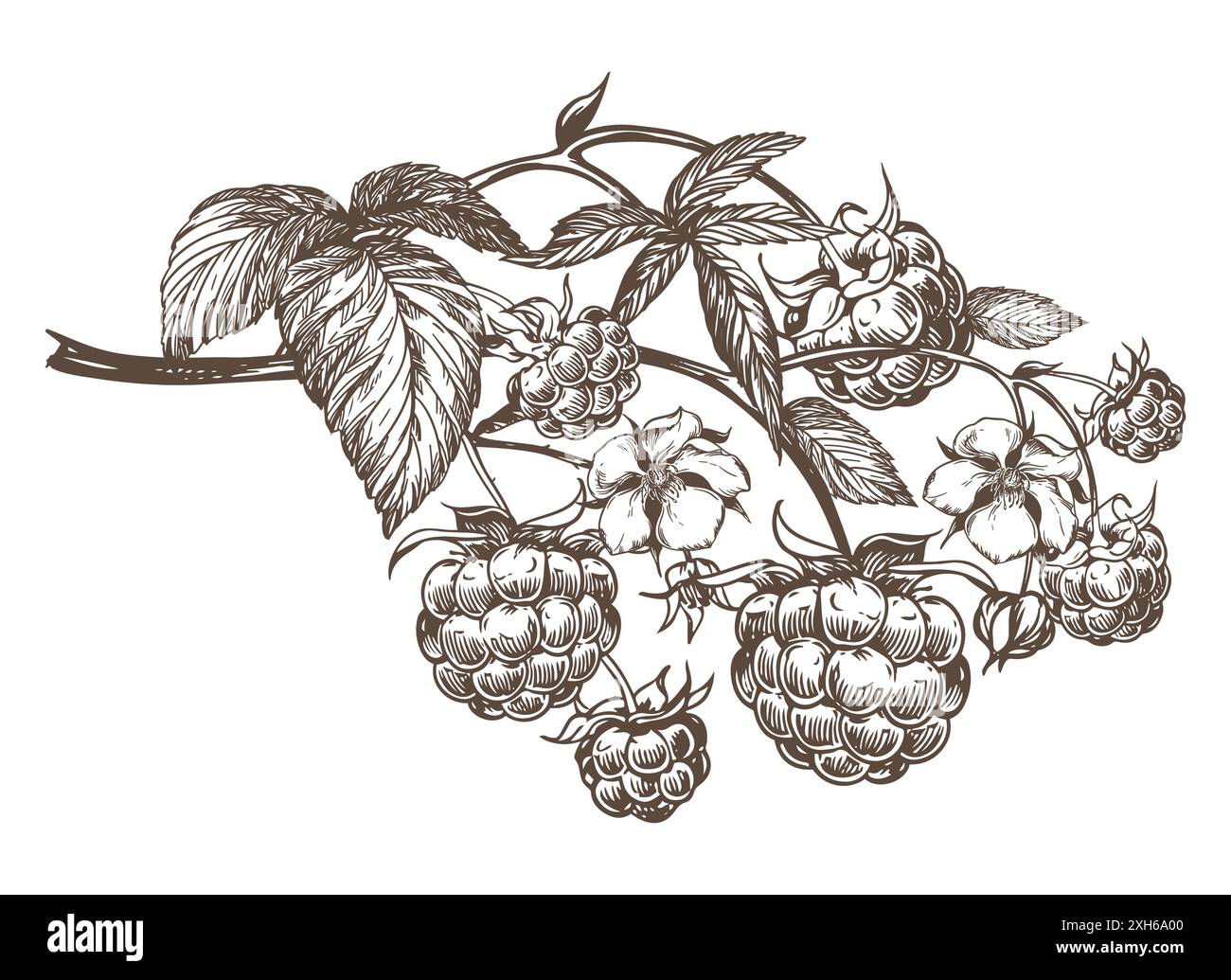 Raspberry branch, hand drawn black and white graphic vector illustration. Farm berries in ...