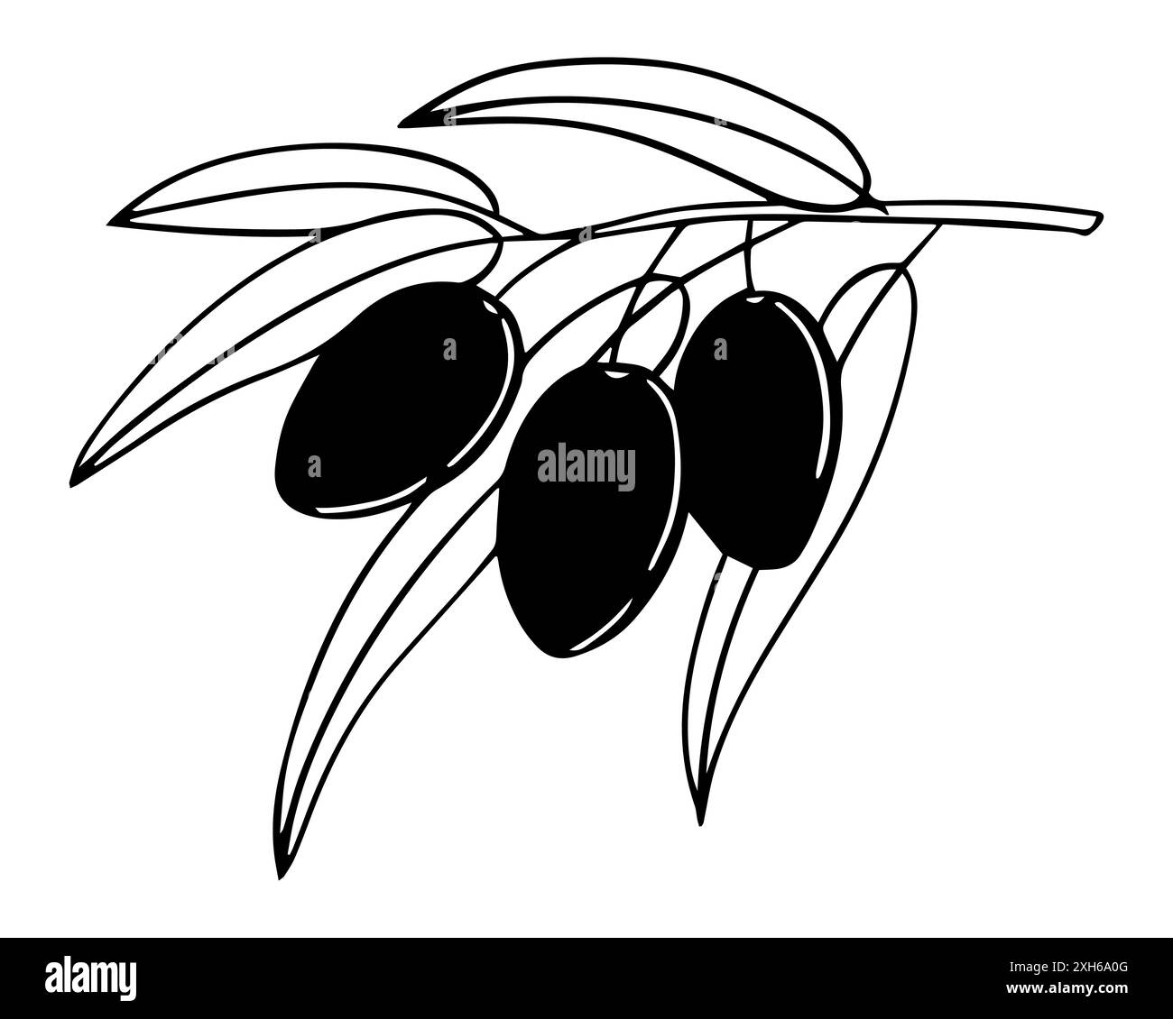 Vector vintage olive branch isolated on white. Hand-drawn illustrations ...