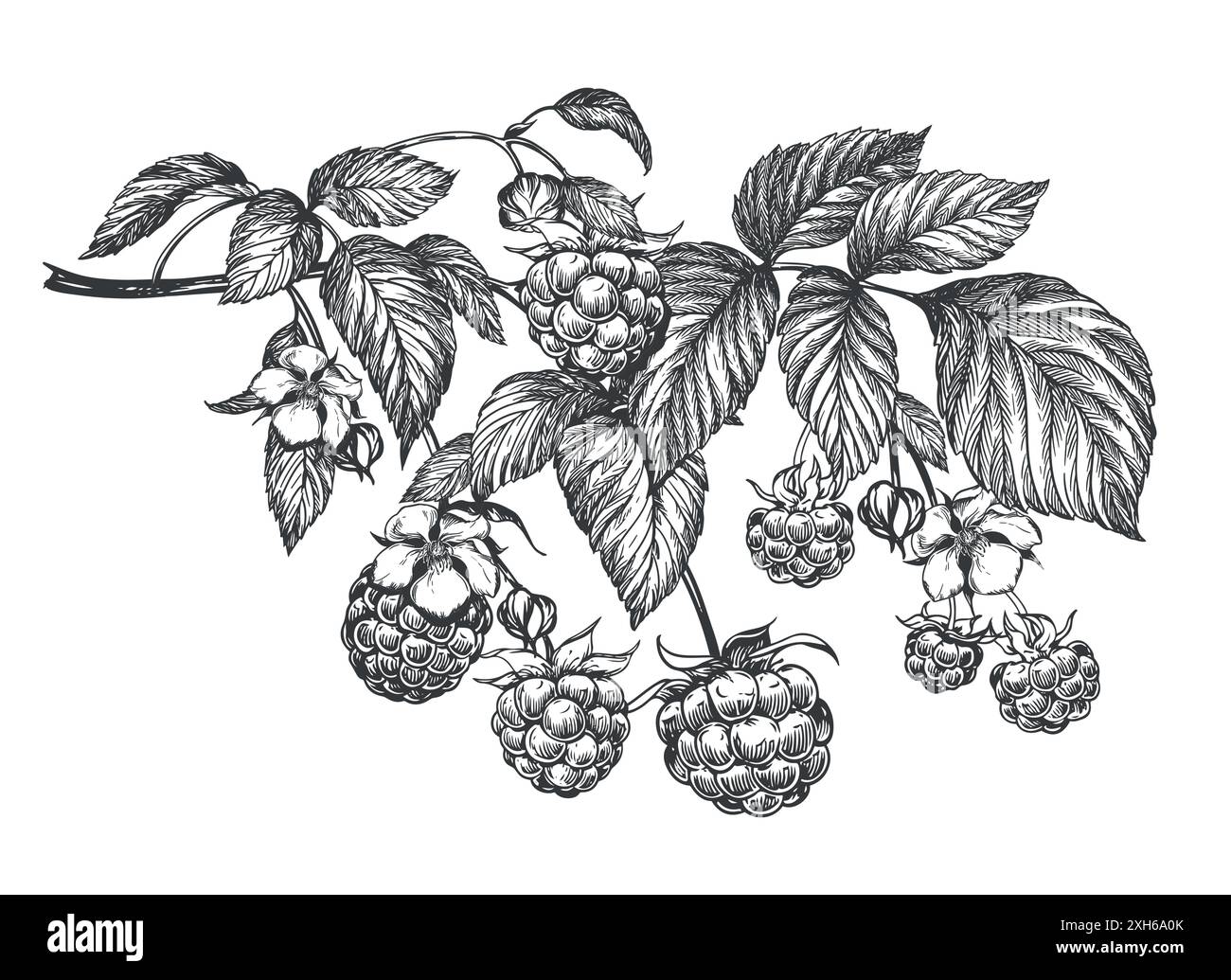 Raspberry branch, hand drawn black and white graphic vector ...