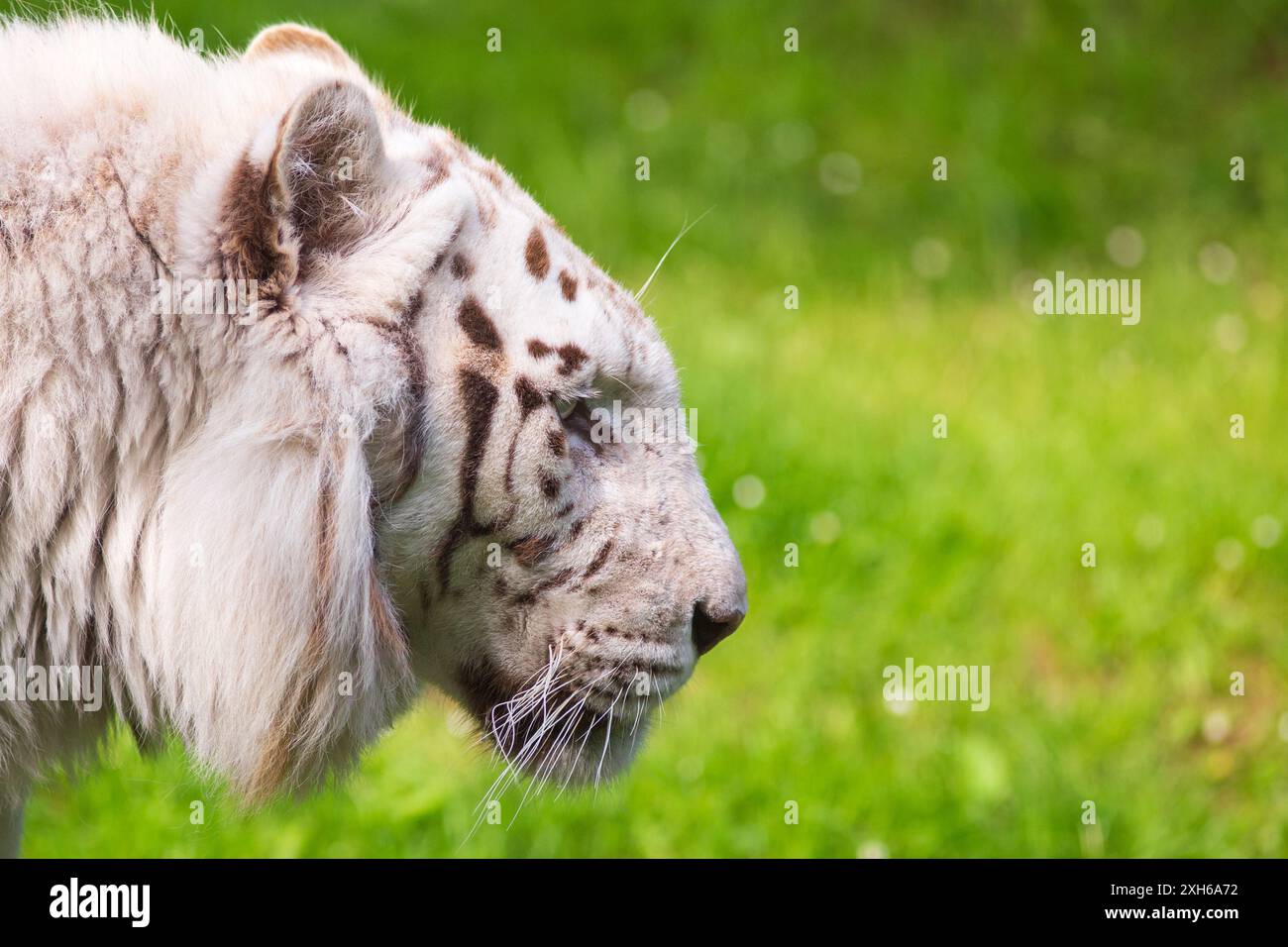 White Tiger Roar Profile