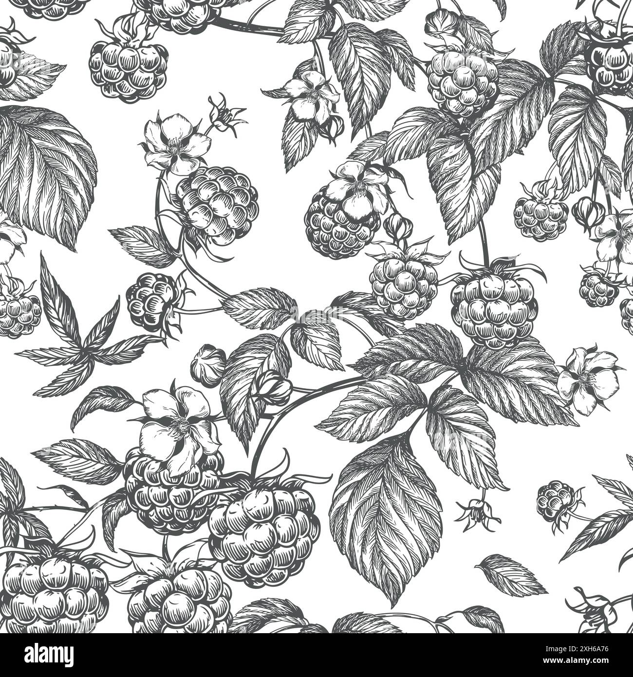 Raspberry seamless pattern. Vector drawing. Isolated sketch of berries ...