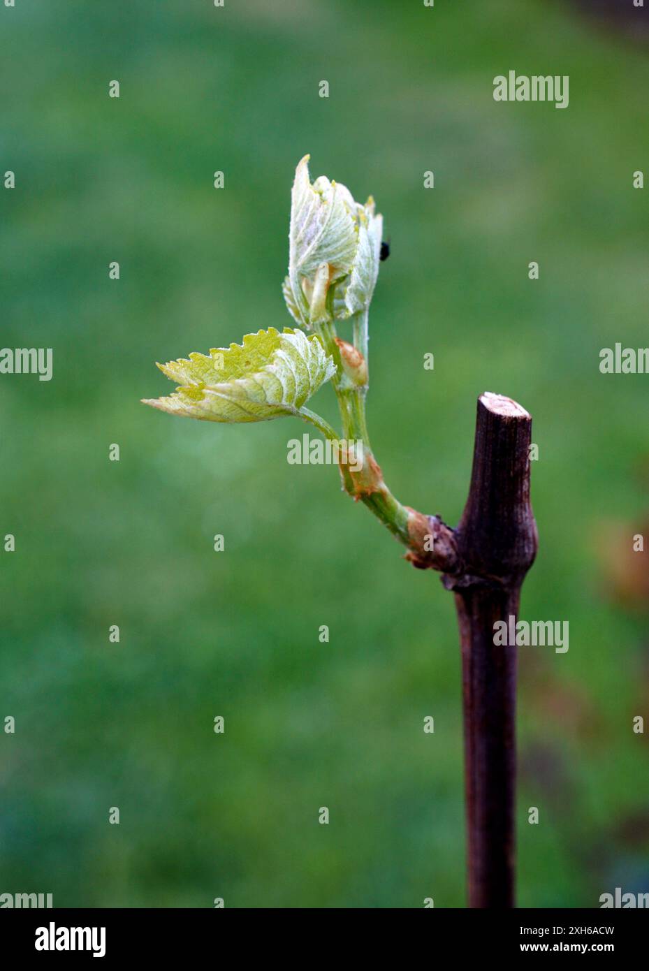 wine grape branches are pruned in garden , branches from grape wine ...