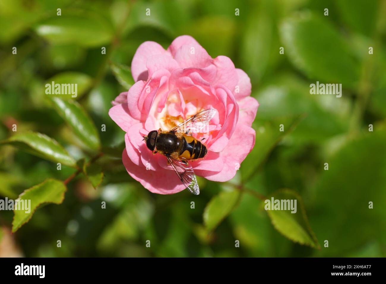 Male Stripe-winged Drone Fly (Eristalis horticola) on a flower of the ...