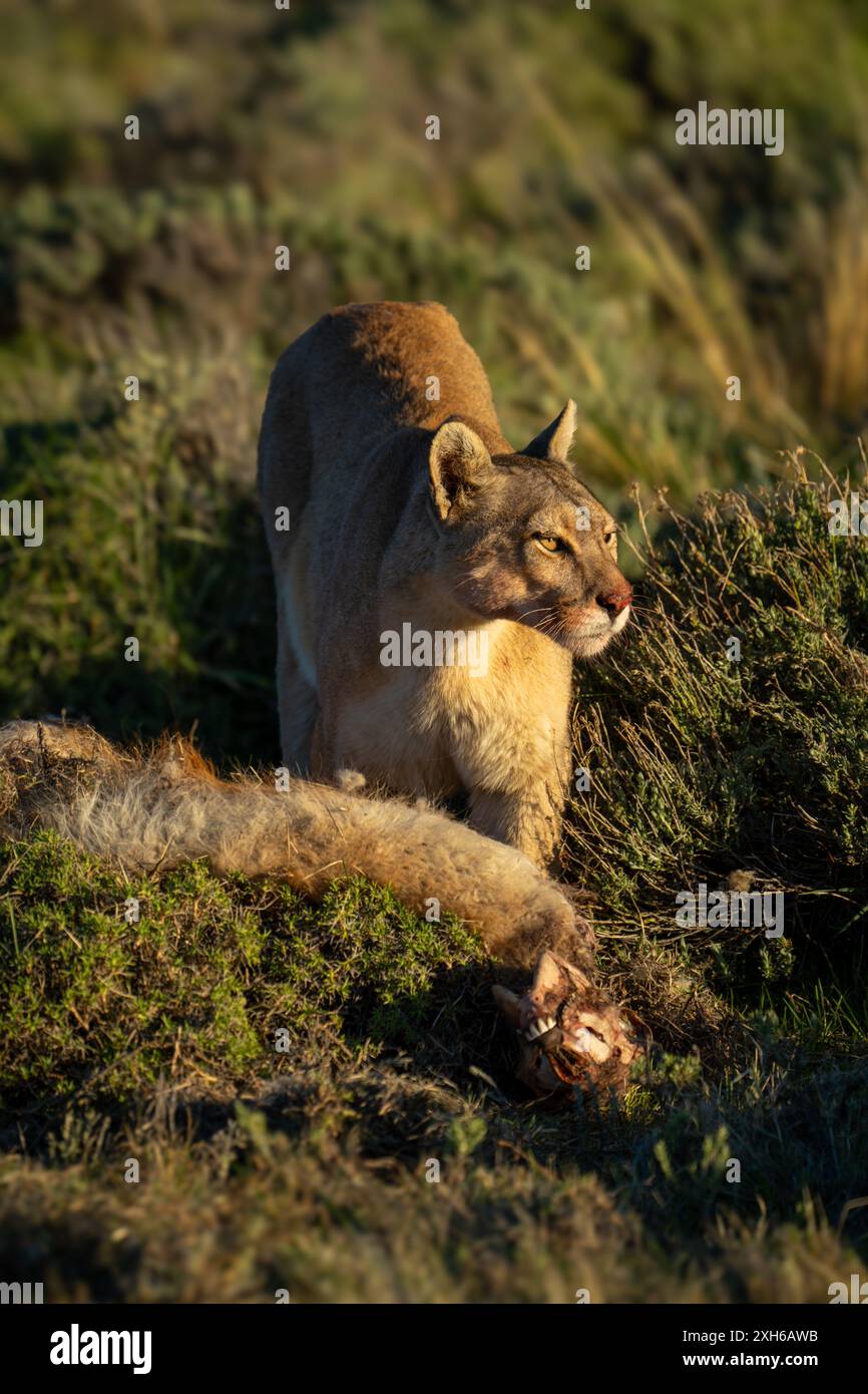 Puma kill guanaco hi-res stock photography and images - Alamy