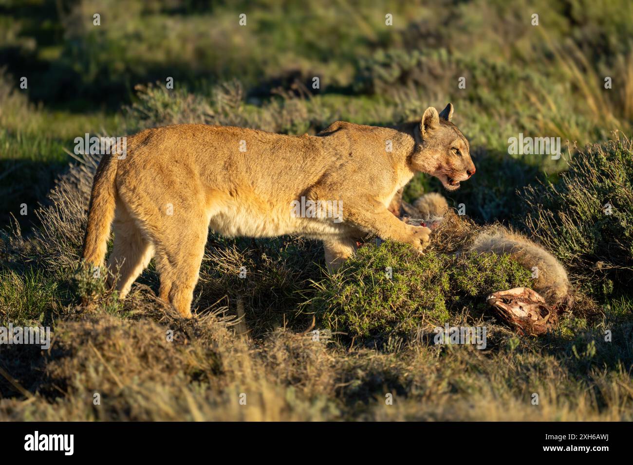 Puma with catchlight stands over guanaco kill Stock Photo - Alamy