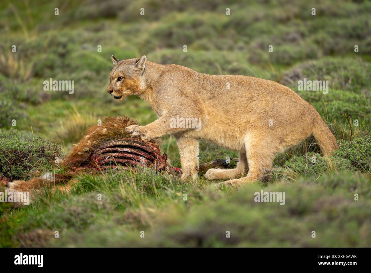 Puma kill guanaco hi-res stock photography and images - Alamy