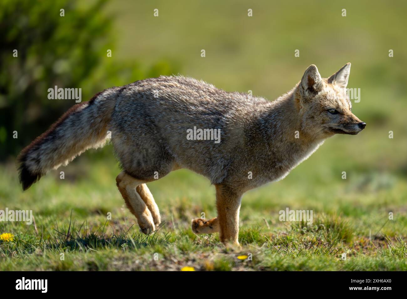 South American gray fox running across field Stock Photo - Alamy