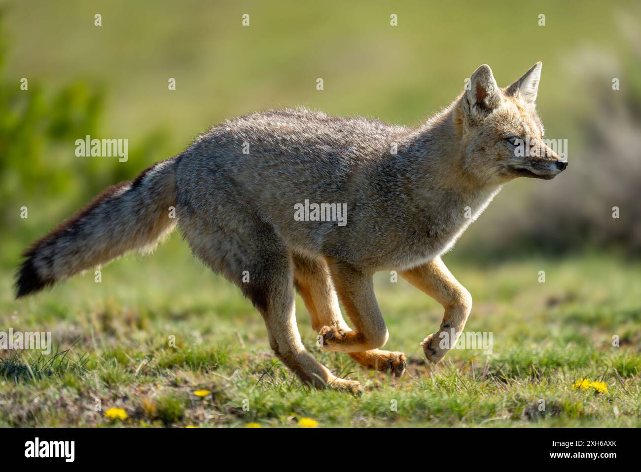 South American gray fox runs through field Stock Photo - Alamy