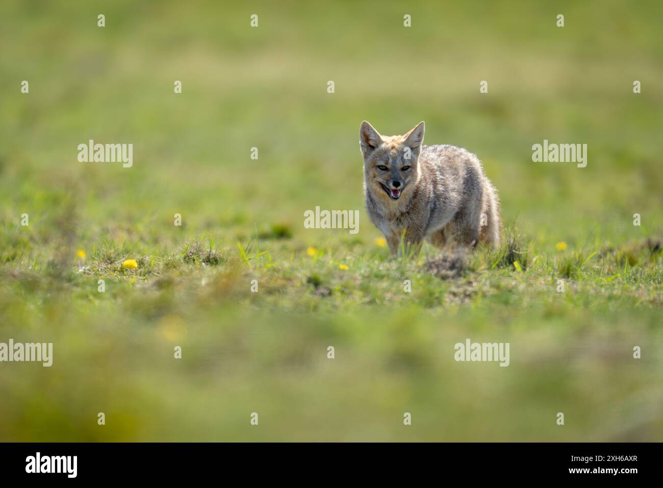 South American gray fox stands in plain Stock Photo - Alamy