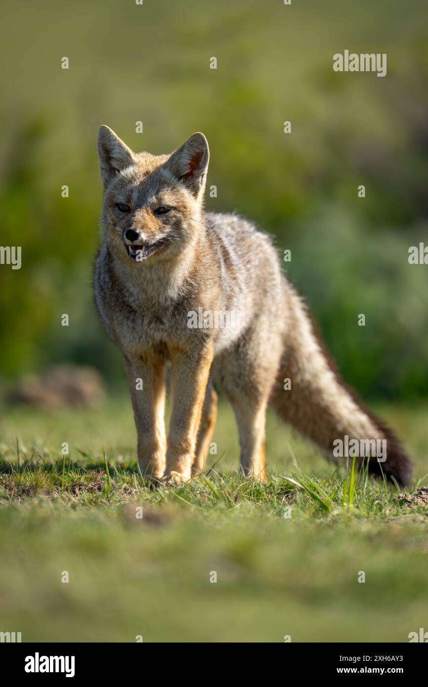 South American gray fox stands in grass Stock Photo - Alamy