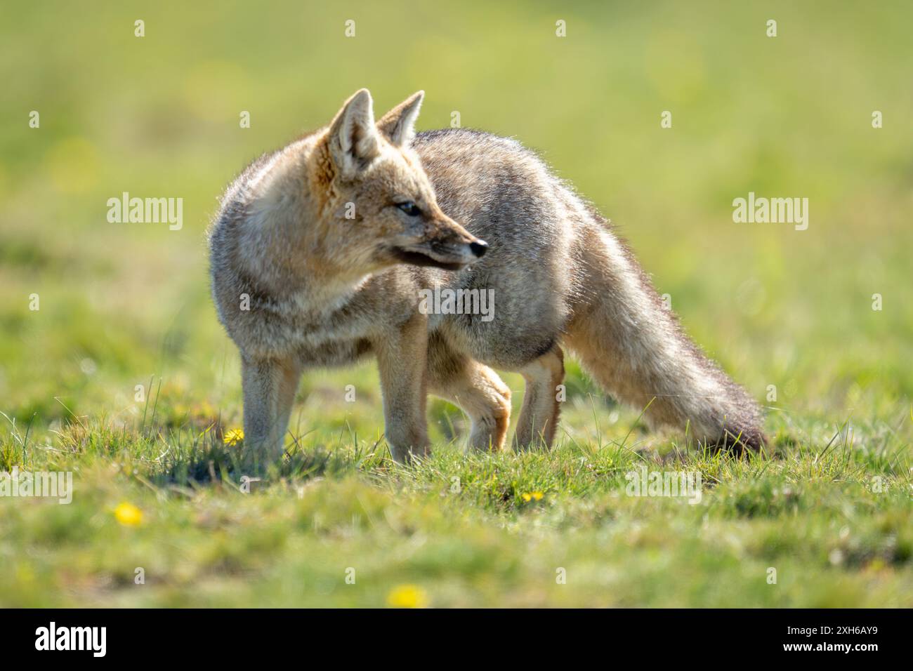 Laguna zorro hi-res stock photography and images - Alamy