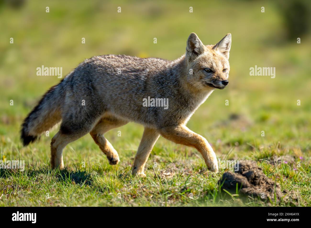 South American gray fox trotting over grass Stock Photo - Alamy
