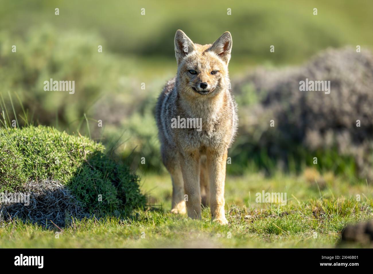 South American gray fox stands facing lens Stock Photo - Alamy