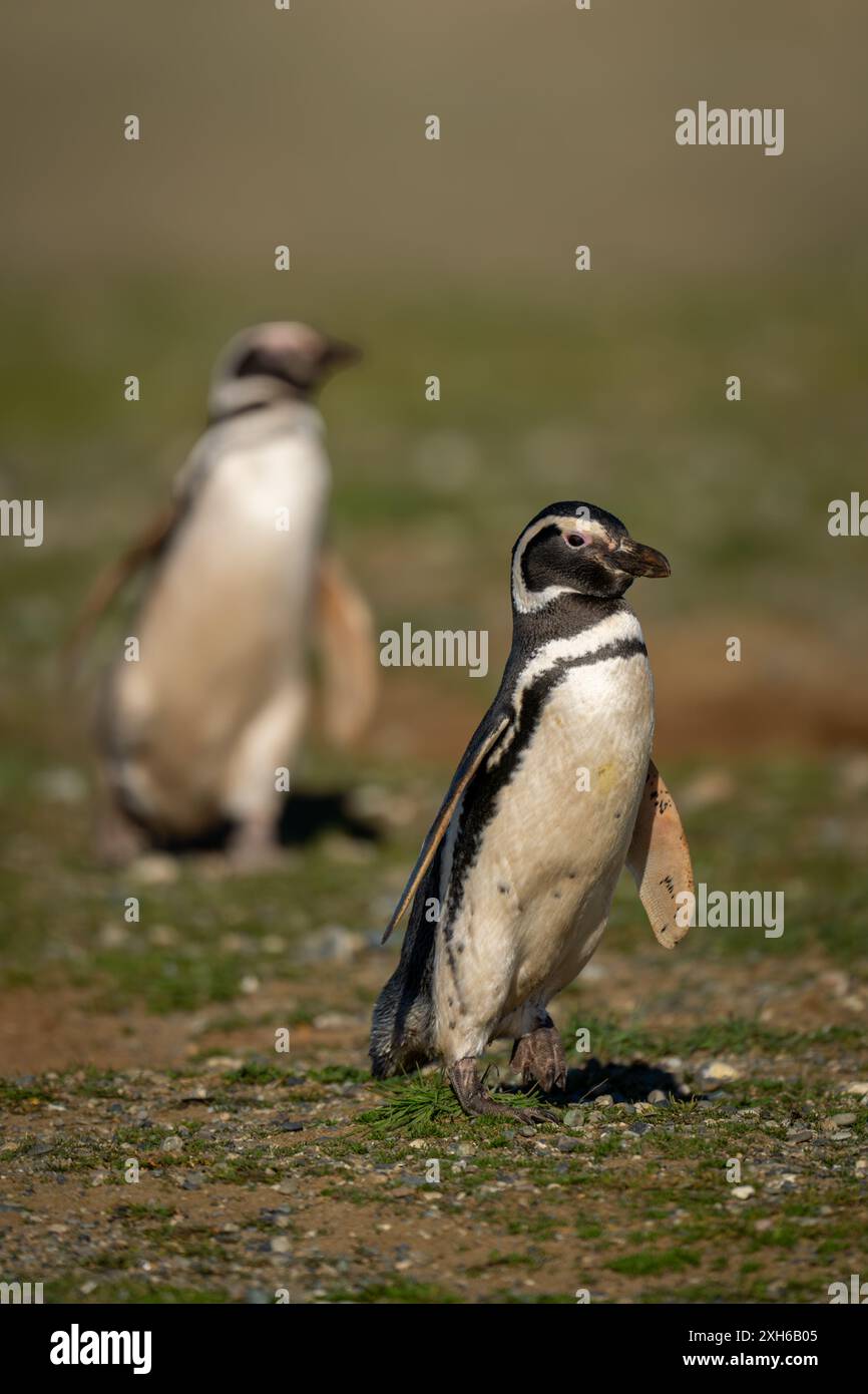 Two Magellanic penguins waddling down grassy slope Stock Photo - Alamy