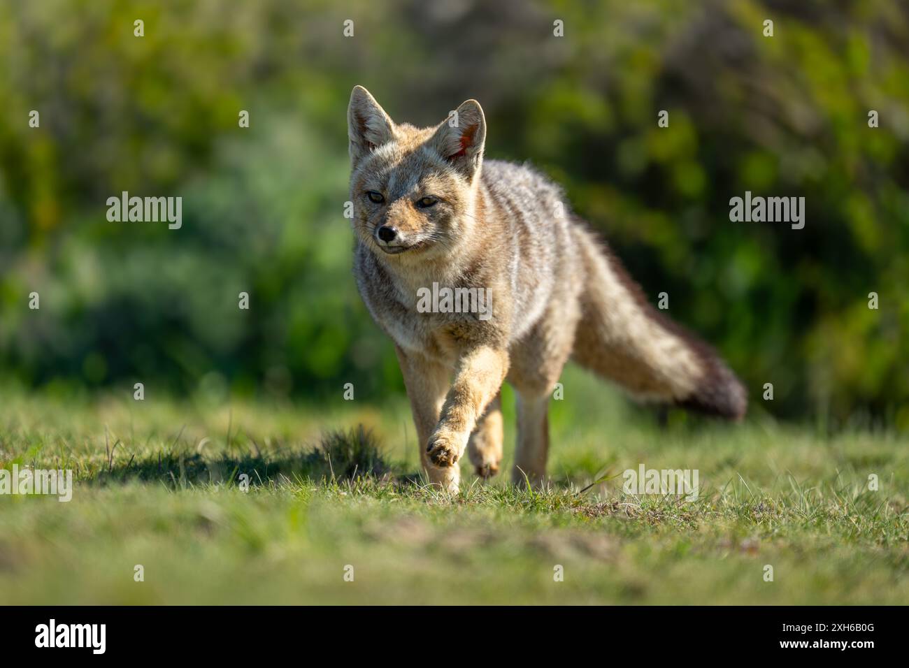 Raising foot hi-res stock photography and images - Alamy