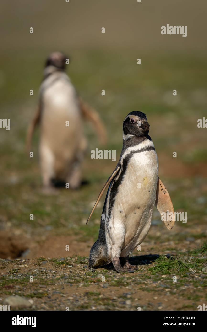 Two Magellanic penguins waddle down grassy slope Stock Photo - Alamy