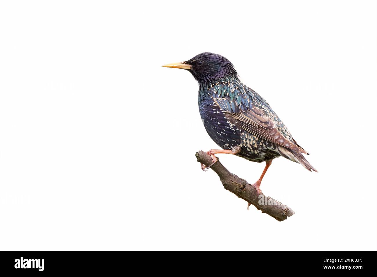 Common starling bird isolated on white background (Sturnus vulgaris Stock Photo - Alamy