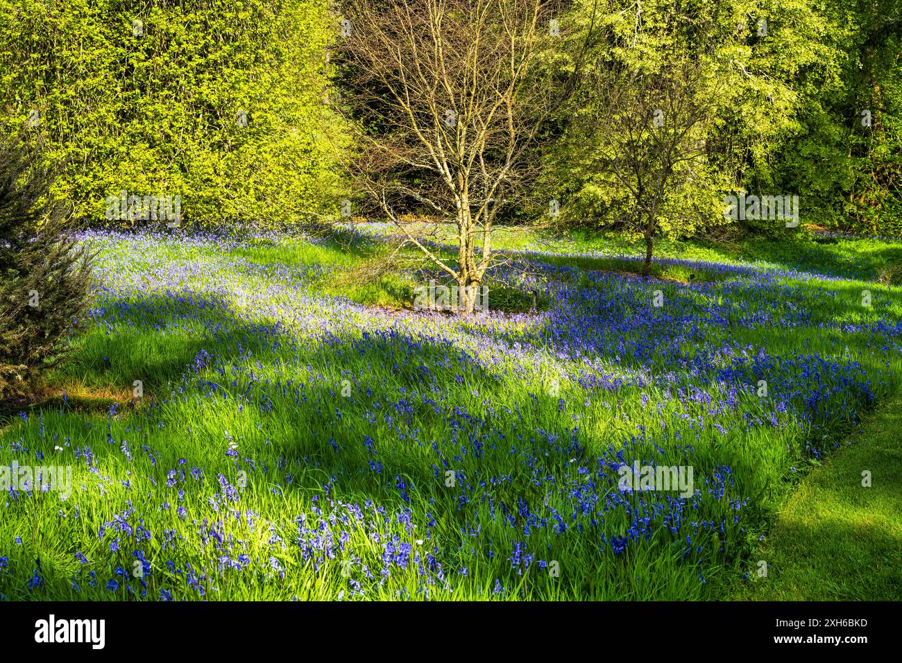 Spring flowering borders hi-res stock photography and images - Alamy