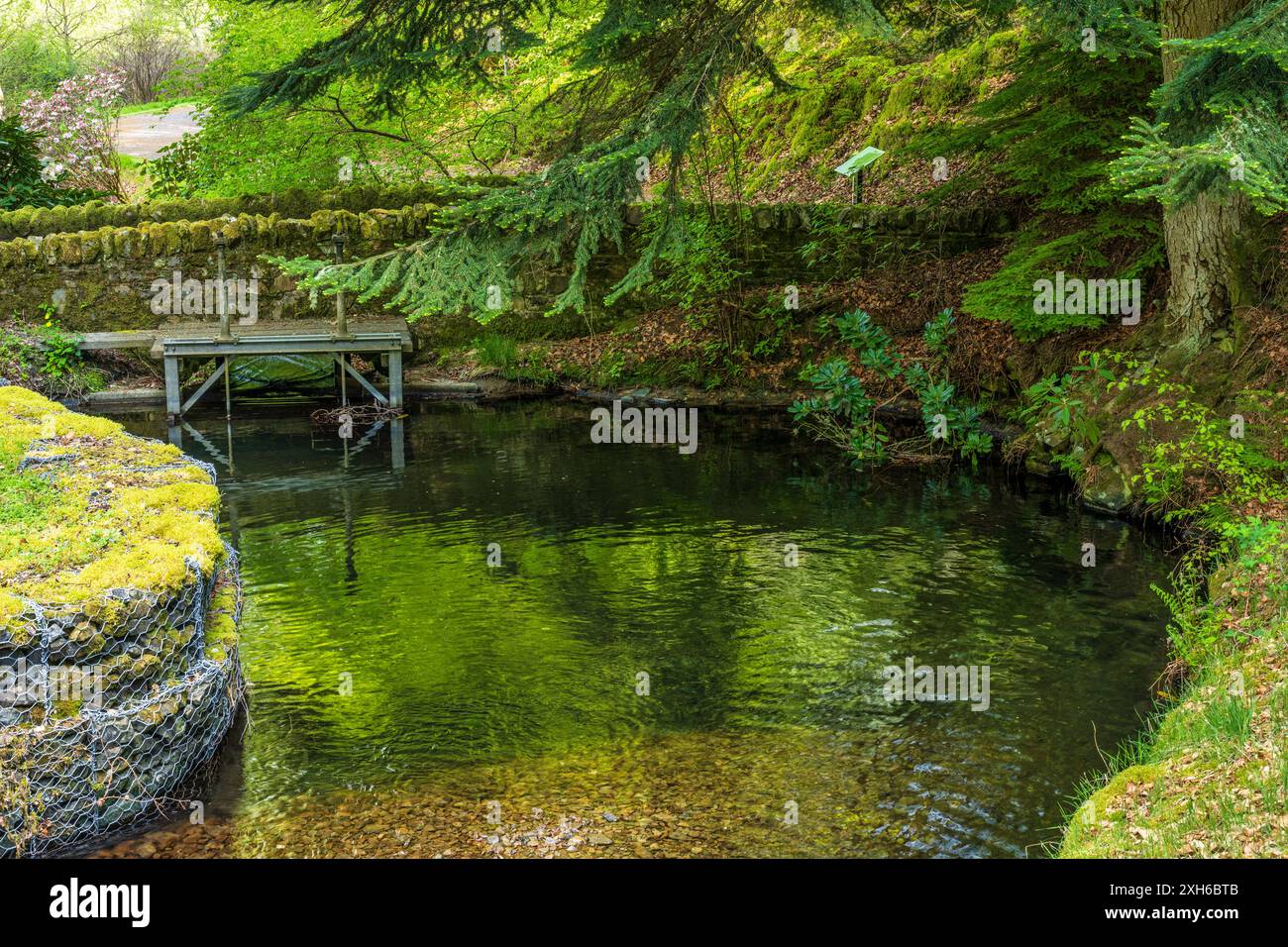 The Dynamo Pond at Dawyck Botanic Garden, Stobo, near Peebles, Scottish ...