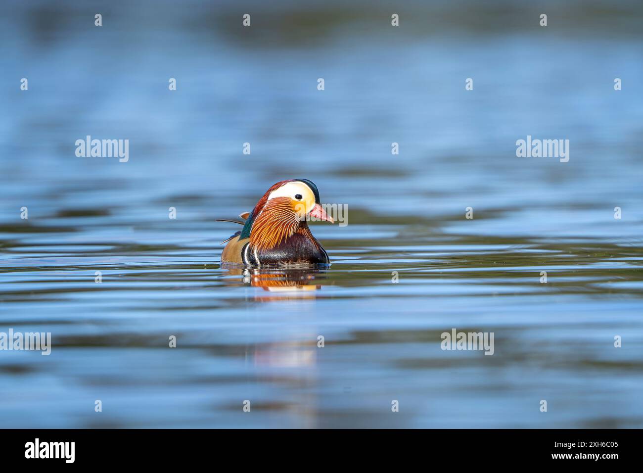 Mandarin duck swimming on lake hi-res stock photography and images - Alamy