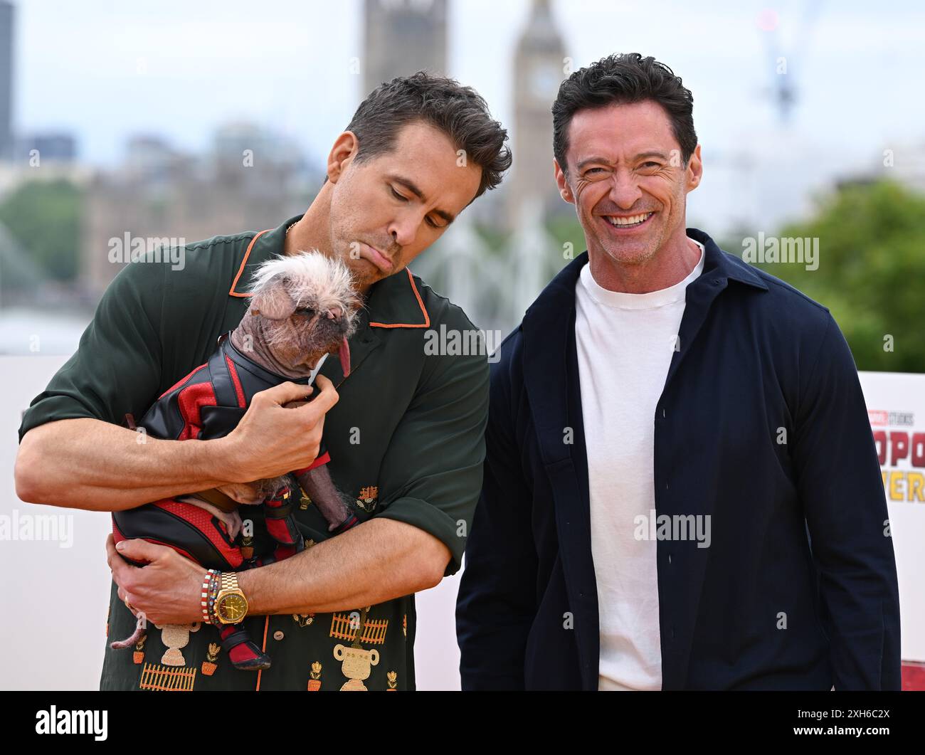 London, UK. July 12th, 2024. Ryan Reynolds, Hugh Jackman and Peggy the ...