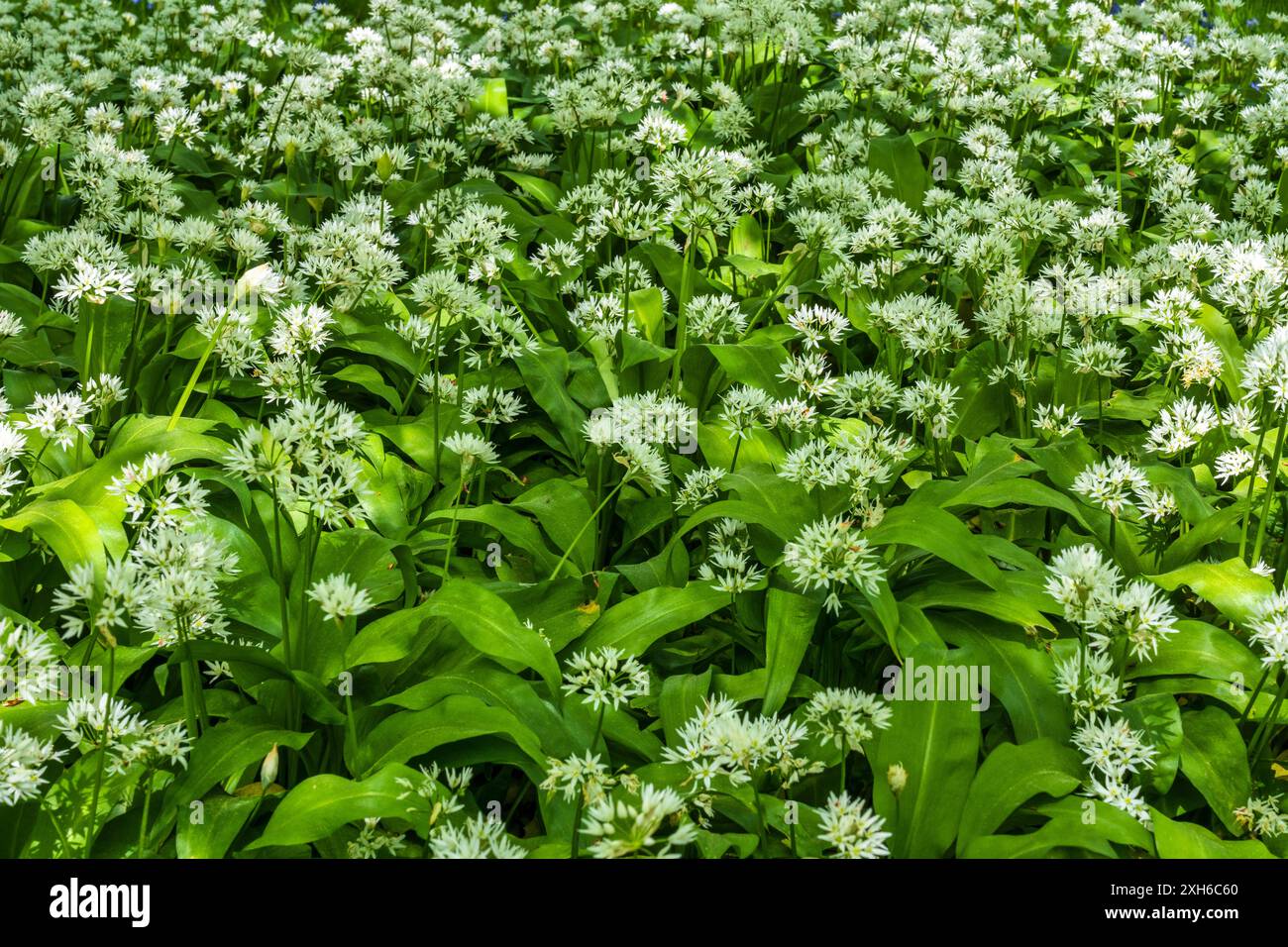 Allium borders hi-res stock photography and images - Alamy