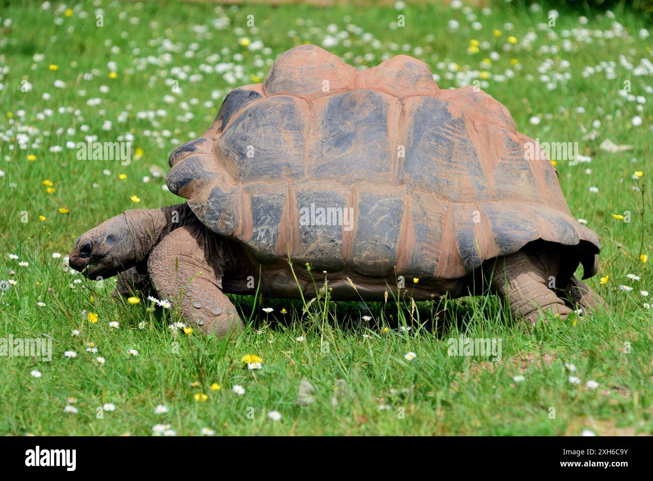 An Aldabra Giant Tortoise at Paignton Zoo Stock Photo - Alamy