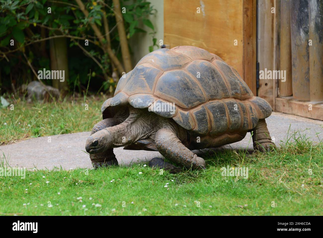 Rare tortoises hi-res stock photography and images - Alamy