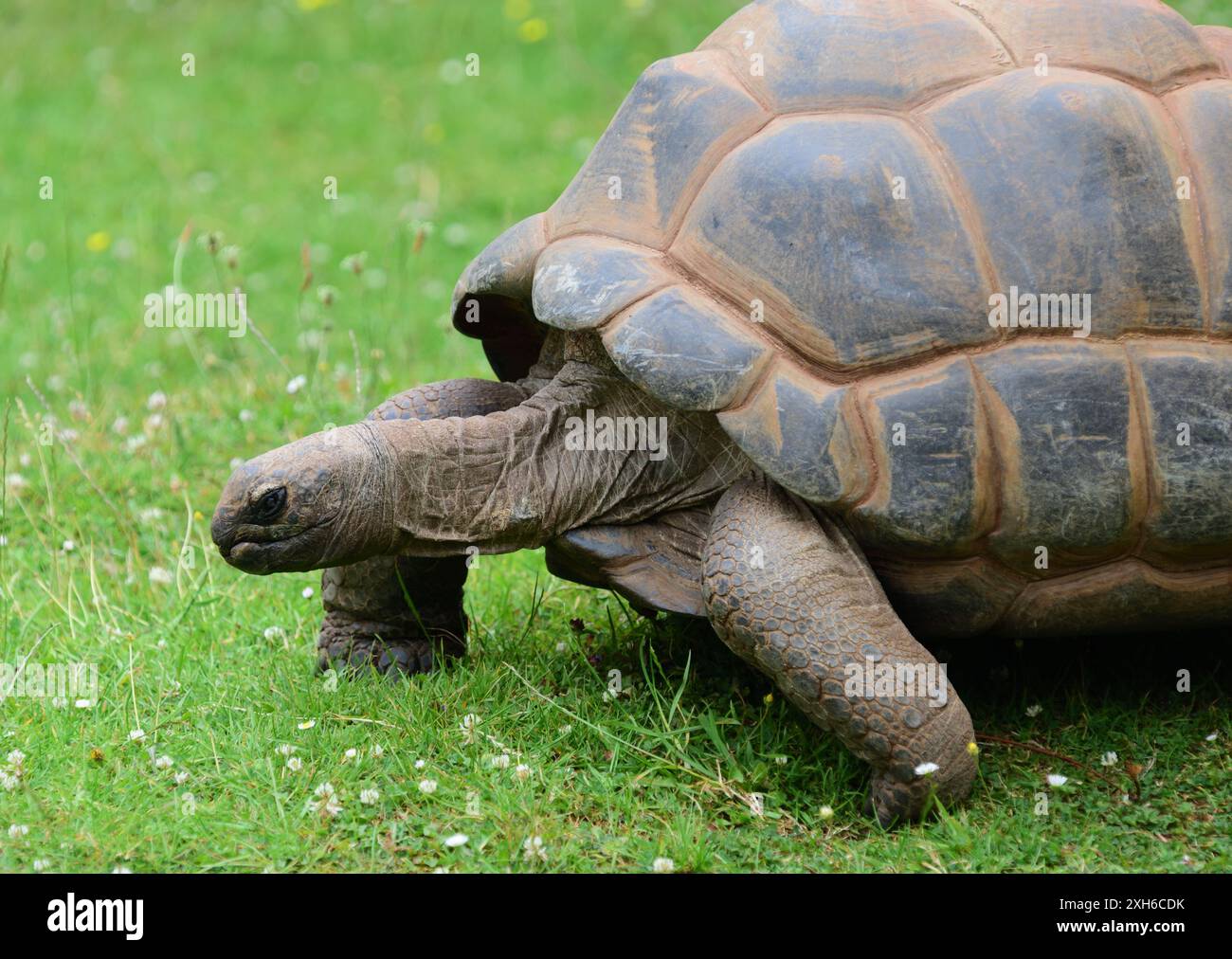 An Aldabra Giant Tortoise at Paignton Zoo Stock Photo - Alamy