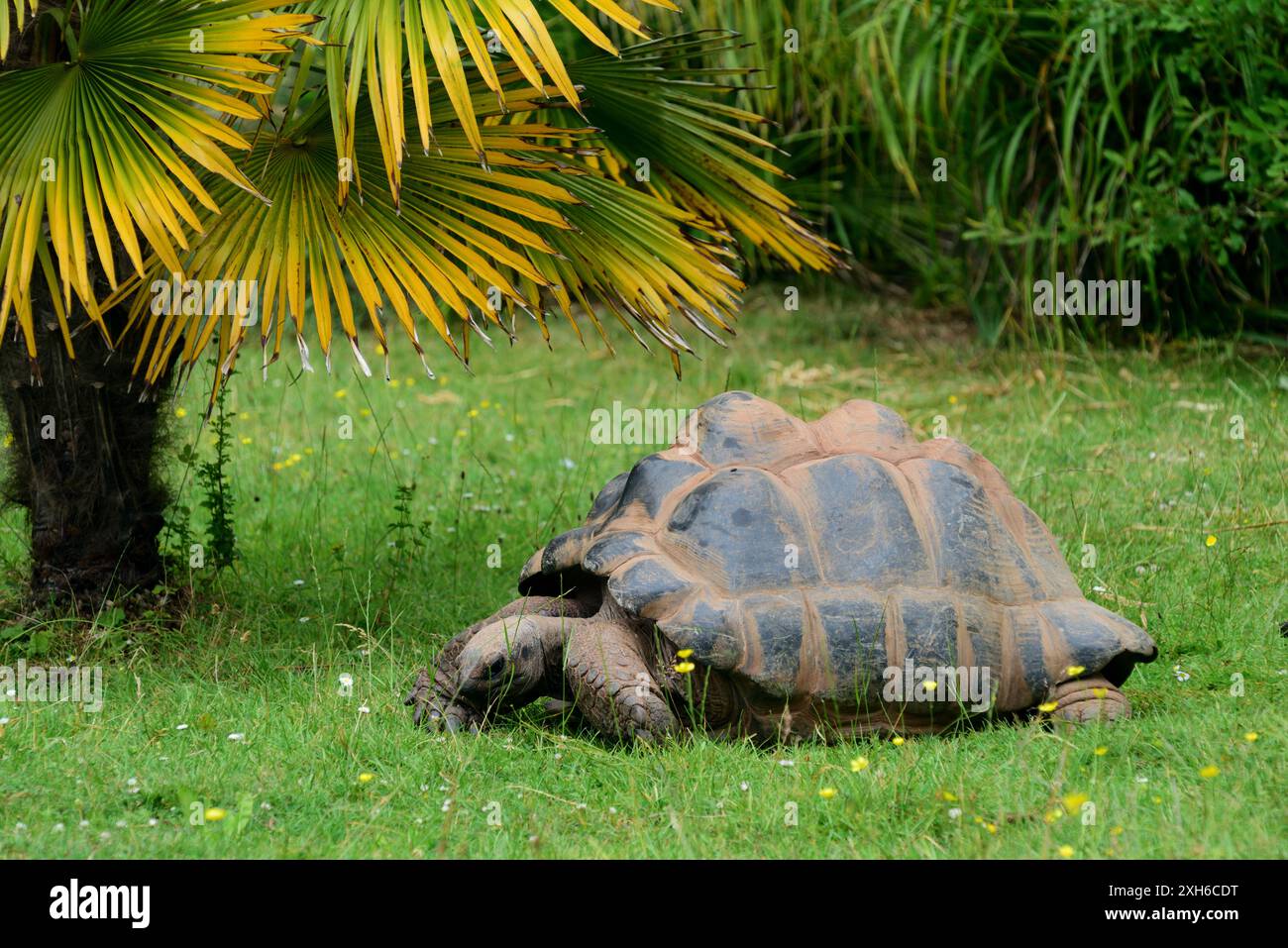 An Aldabra Giant Tortoise at Paignton Zoo Stock Photo - Alamy
