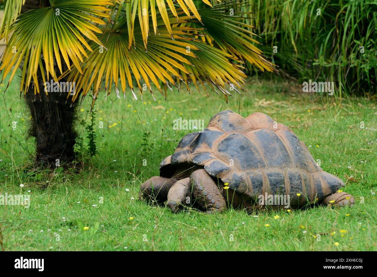 An Aldabra Giant Tortoise at Paignton Zoo Stock Photo - Alamy