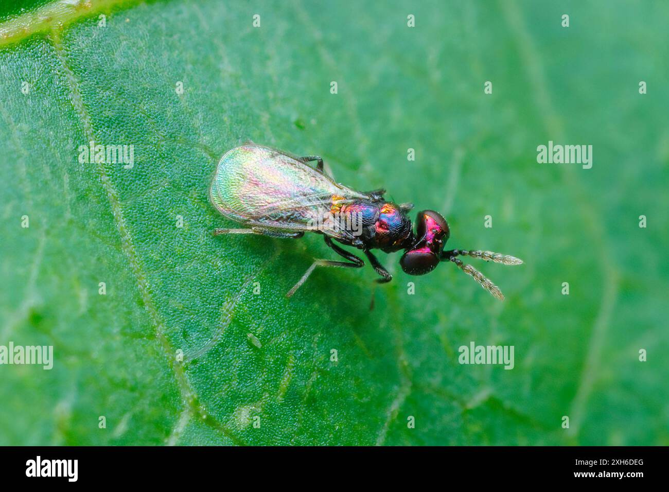 Hymenoptera eulophidae hi-res stock photography and images - Alamy