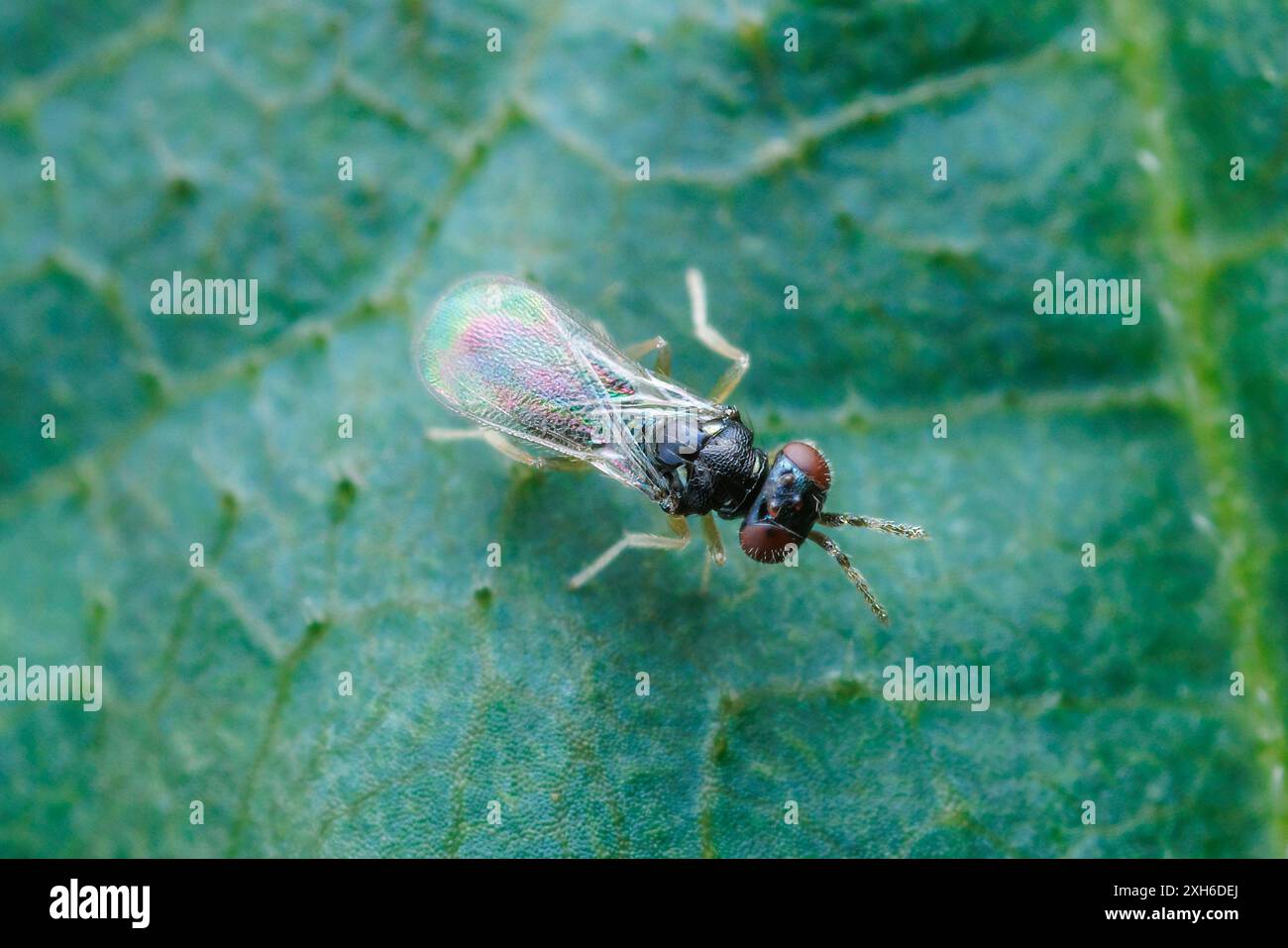 Hymenoptera eulophidae hi-res stock photography and images - Alamy