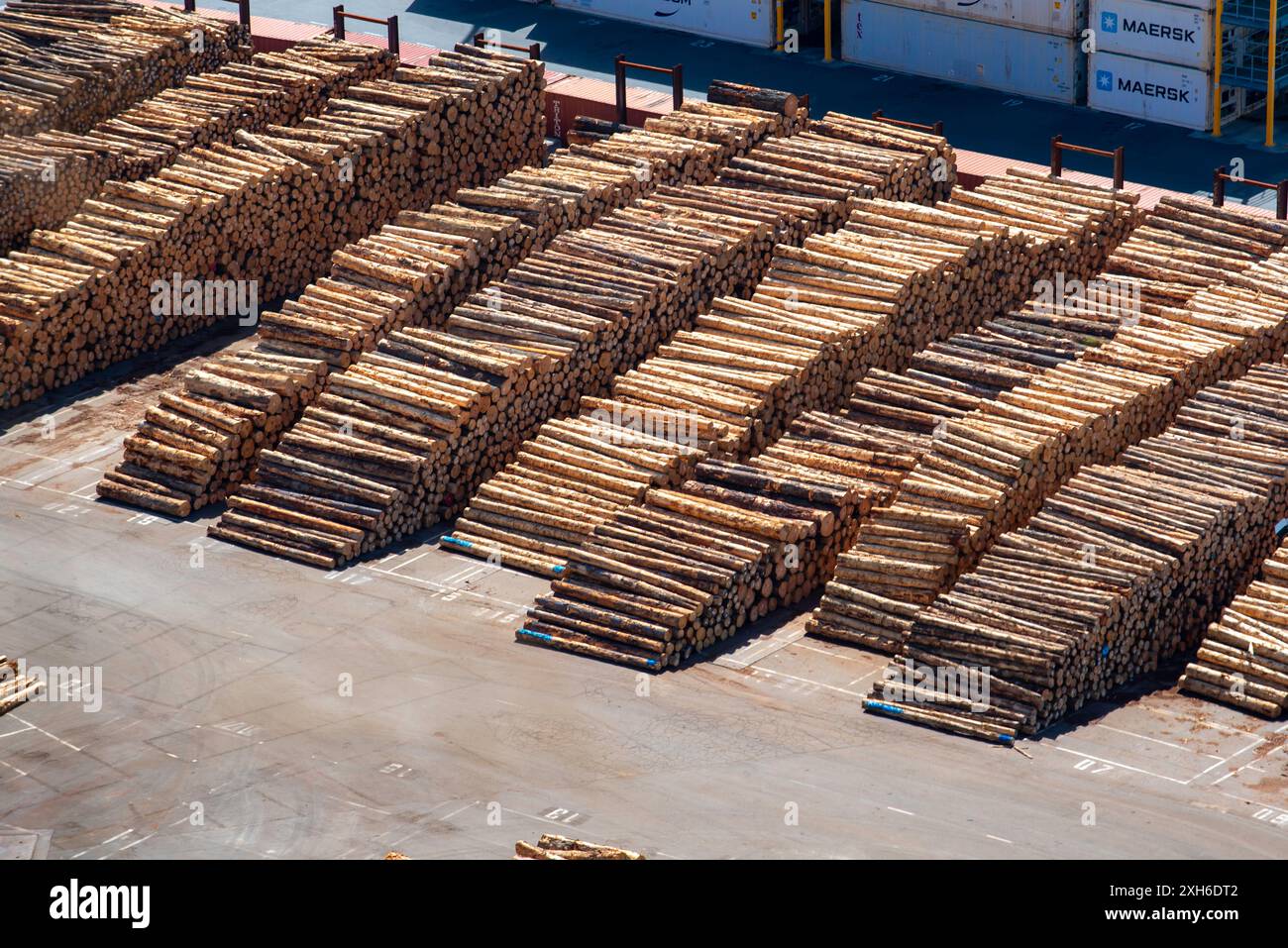 Radiata Pine rough logs waiting to be shipped to export and domestic ...