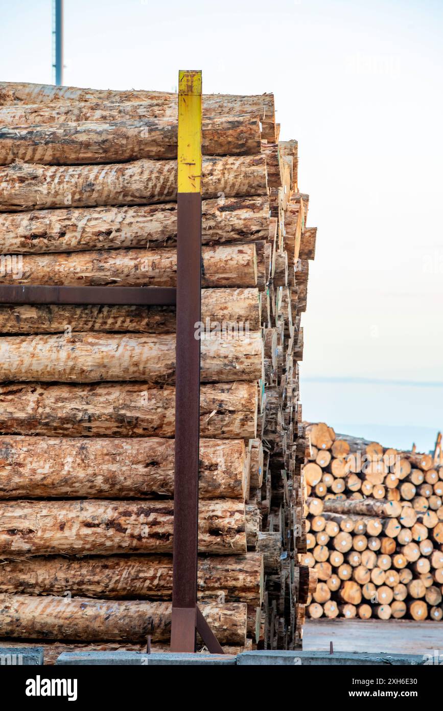 Radiata Pine rough logs waiting to be shipped to export and domestic ...