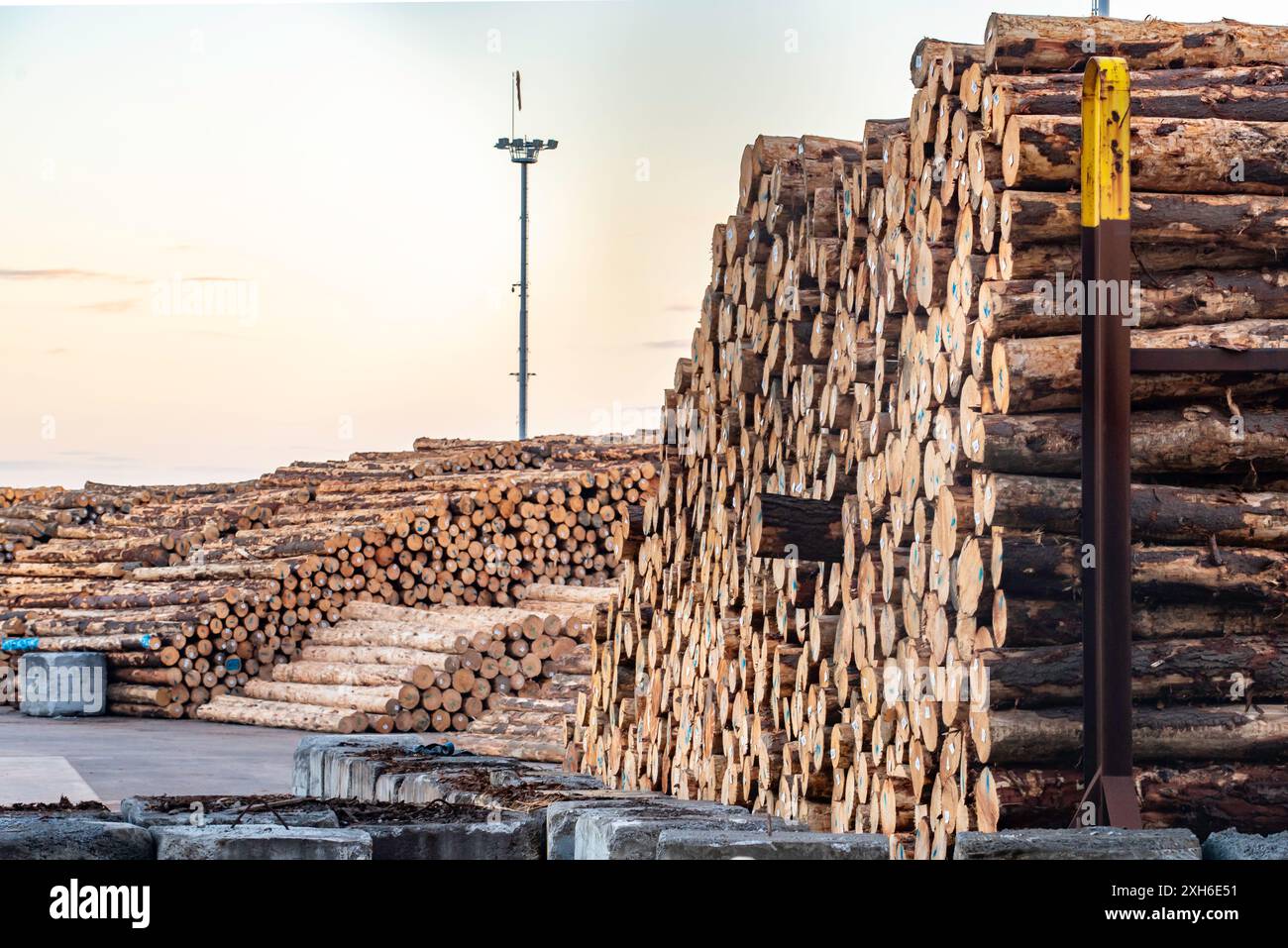Radiata Pine rough logs waiting to be shipped to export and domestic ...