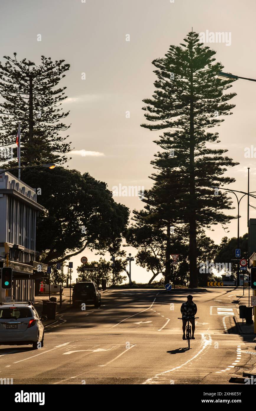 Norfolk island pines in new zealand hi-res stock photography and images ...