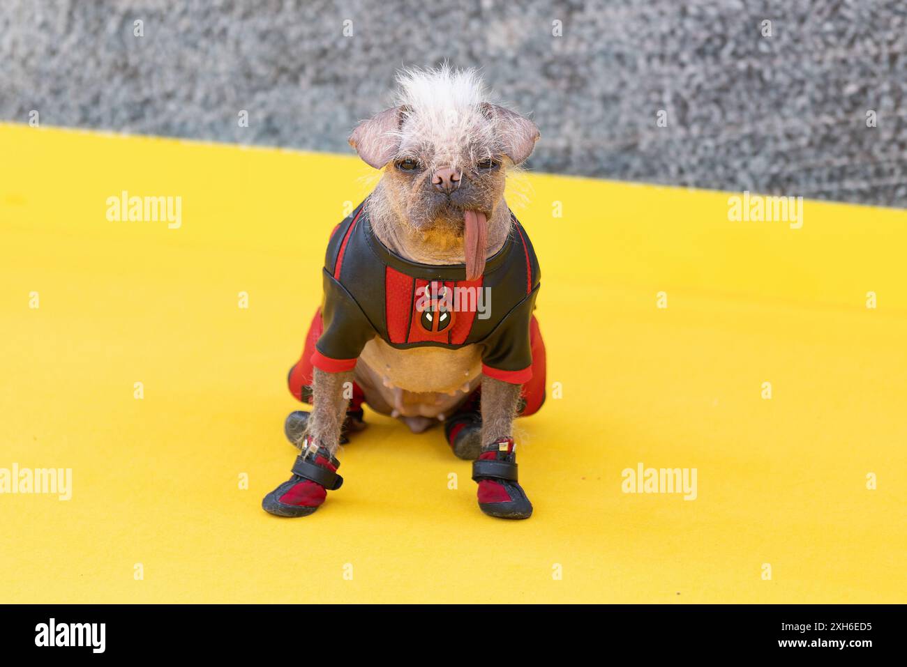 London, UK. July 11, 2024. Peggy the Dog attends the Deadpool ...