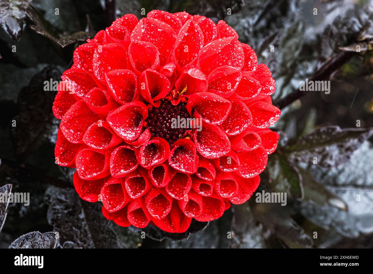 Red Pom Pom Dahlia with Raindrops Stock Photo - Alamy
