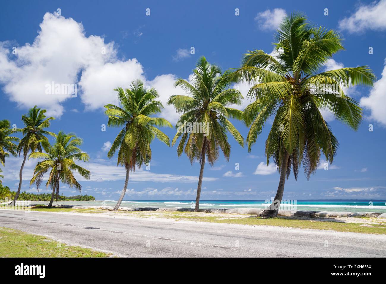 A row of coconut trees beside the only coastal road running the length ...